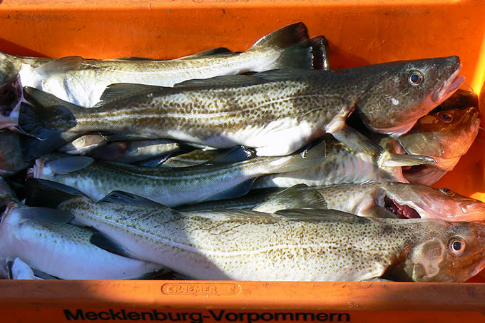 Fischerei in der Nordsee – Woche der Entscheidungen