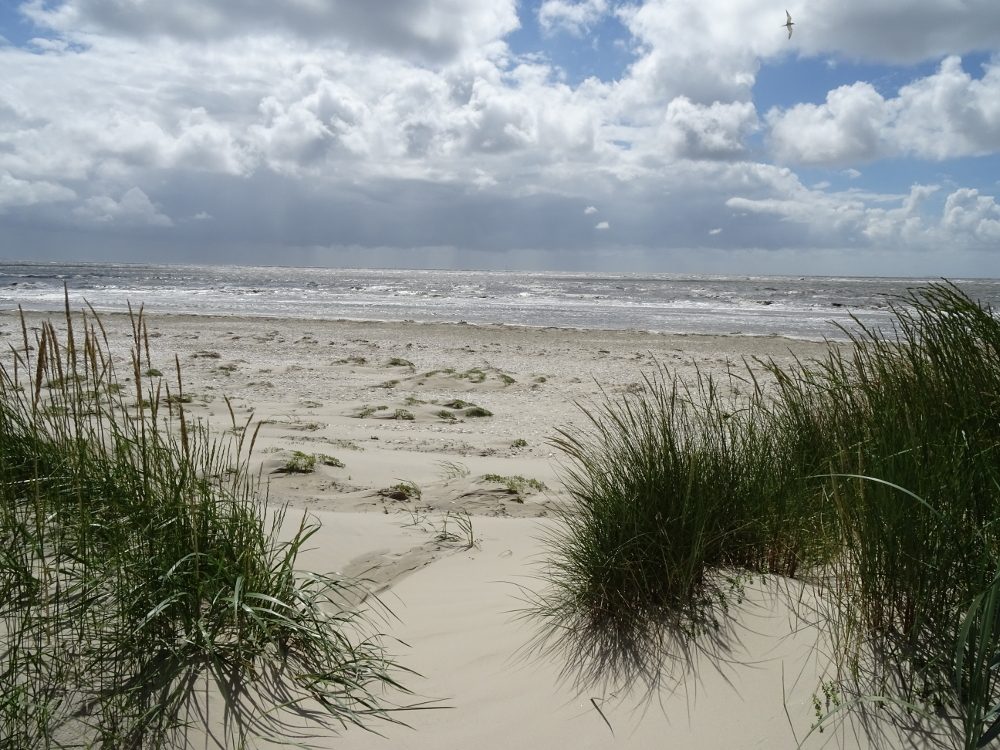 Trischen in Bildern 2016 - Vogelinsel Trischen - Perle im Nationalpark