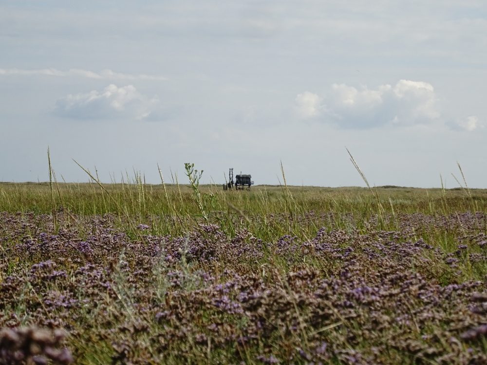 Trischen in Bildern 2016 - Vogelinsel Trischen - Perle im Nationalpark