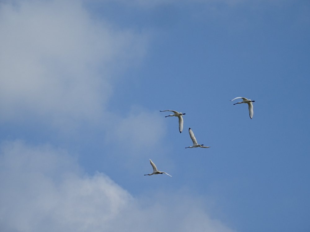 Trischen in Bildern 2016 - Vogelinsel Trischen - Perle im Nationalpark