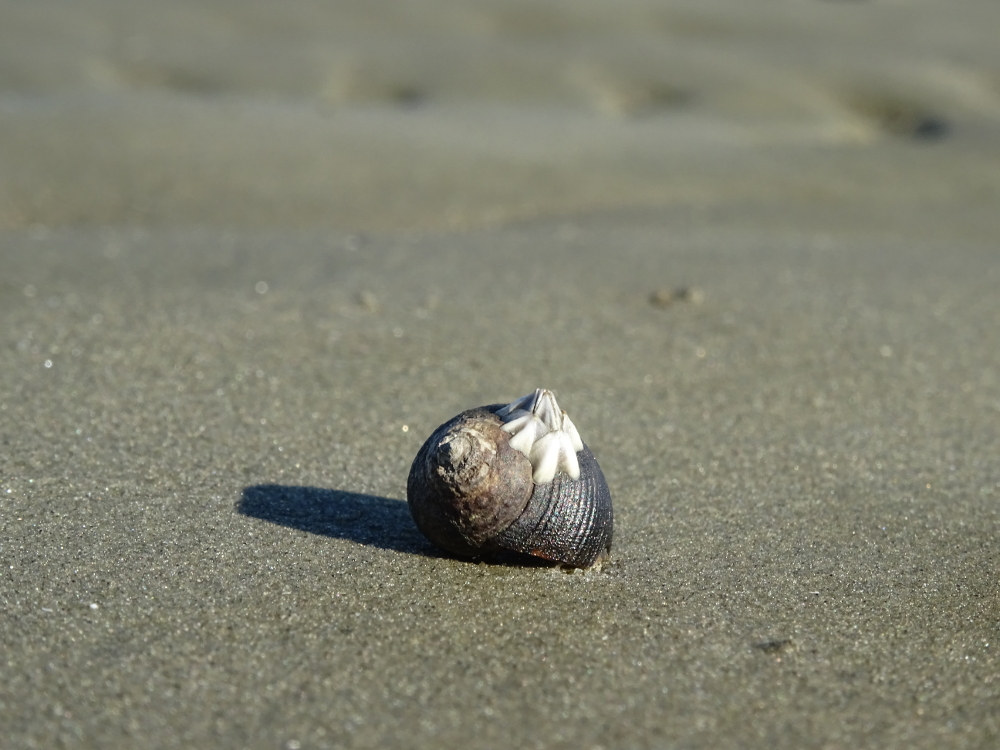 Trischen in Bildern 2016 - Vogelinsel Trischen - Perle im Nationalpark