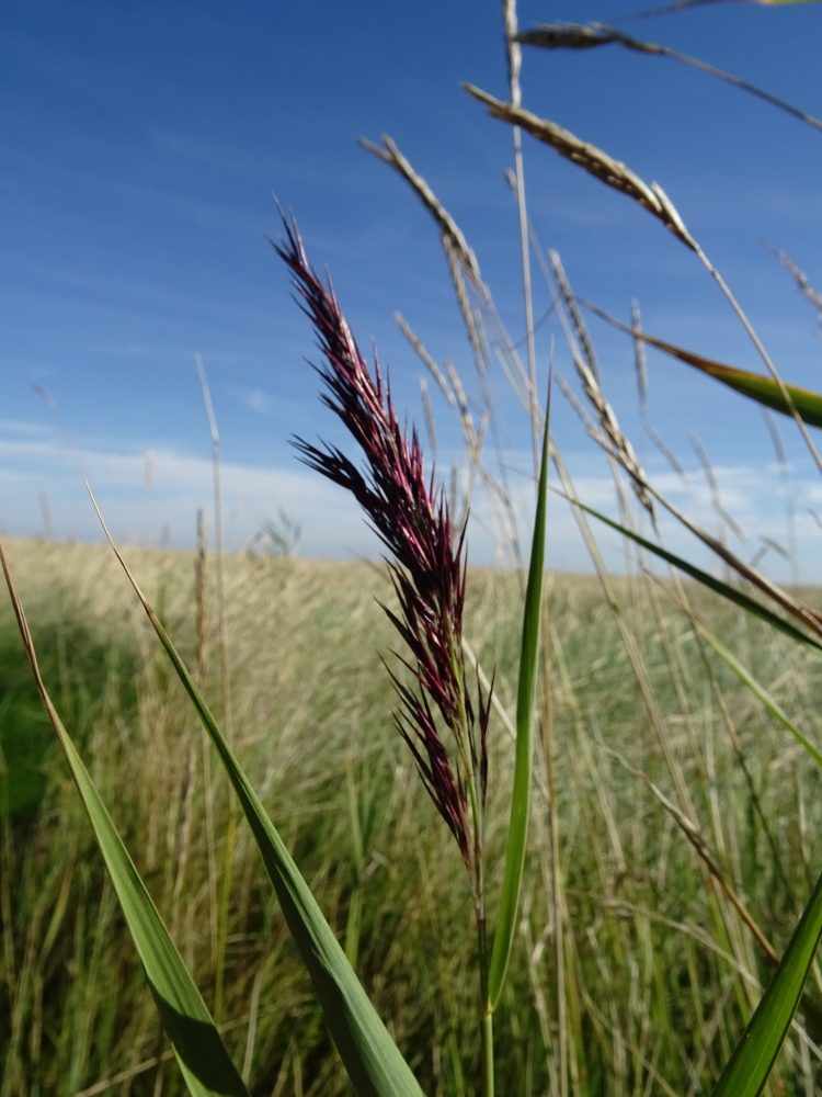 Trischen in Bildern 2016 - Vogelinsel Trischen - Perle im Nationalpark