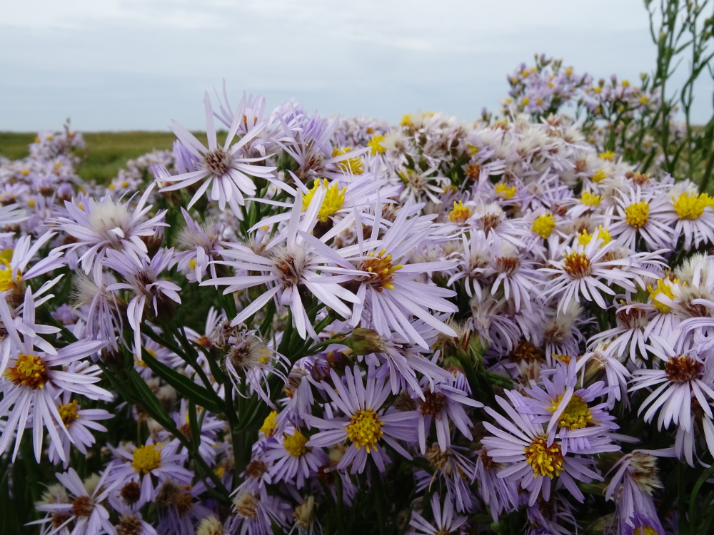 Trischen in Bildern 2016 - Vogelinsel Trischen - Perle im Nationalpark