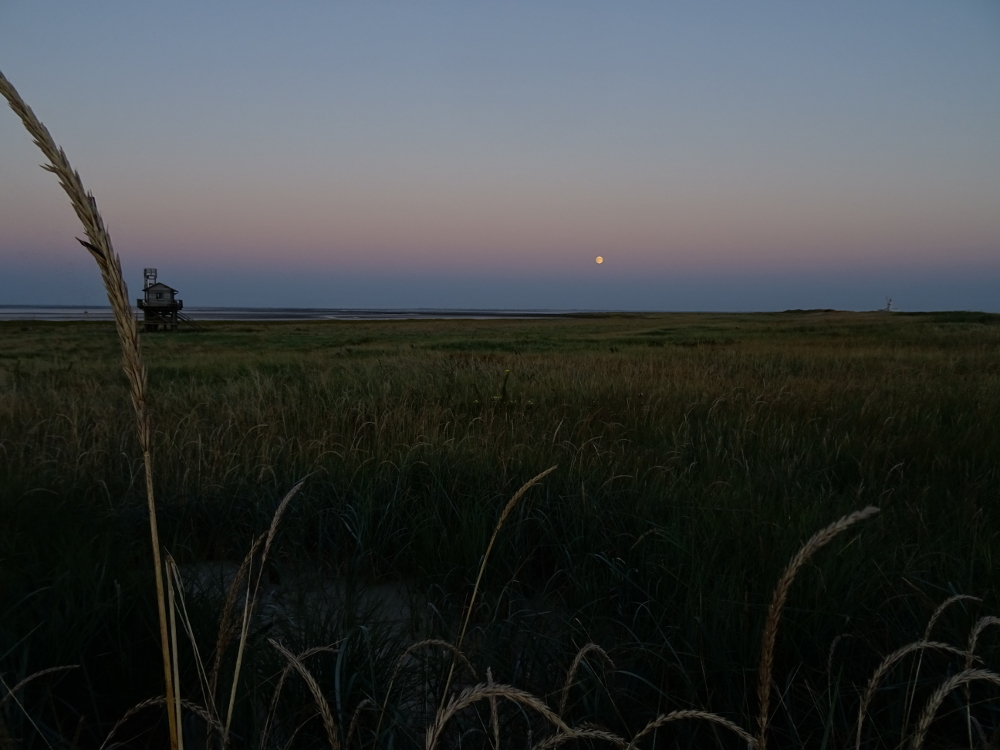 Trischen in Bildern 2016 - Vogelinsel Trischen - Perle im Nationalpark