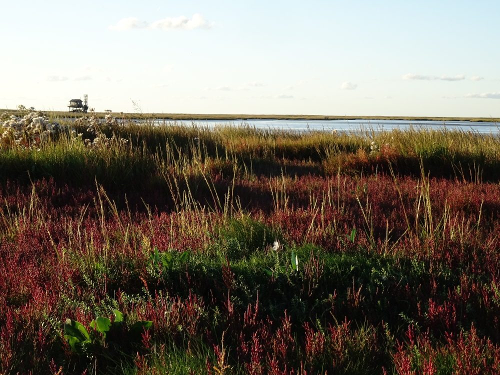 Trischen in Bildern 2016 - Vogelinsel Trischen - Perle im Nationalpark