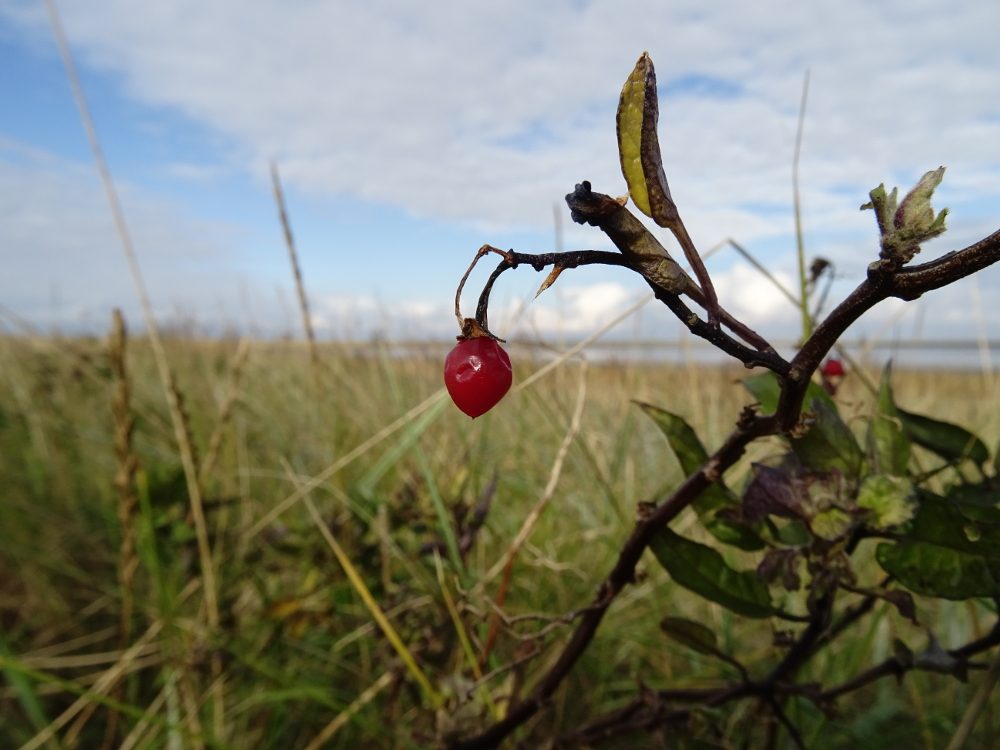 Trischen in Bildern 2016 - Vogelinsel Trischen - Perle im Nationalpark