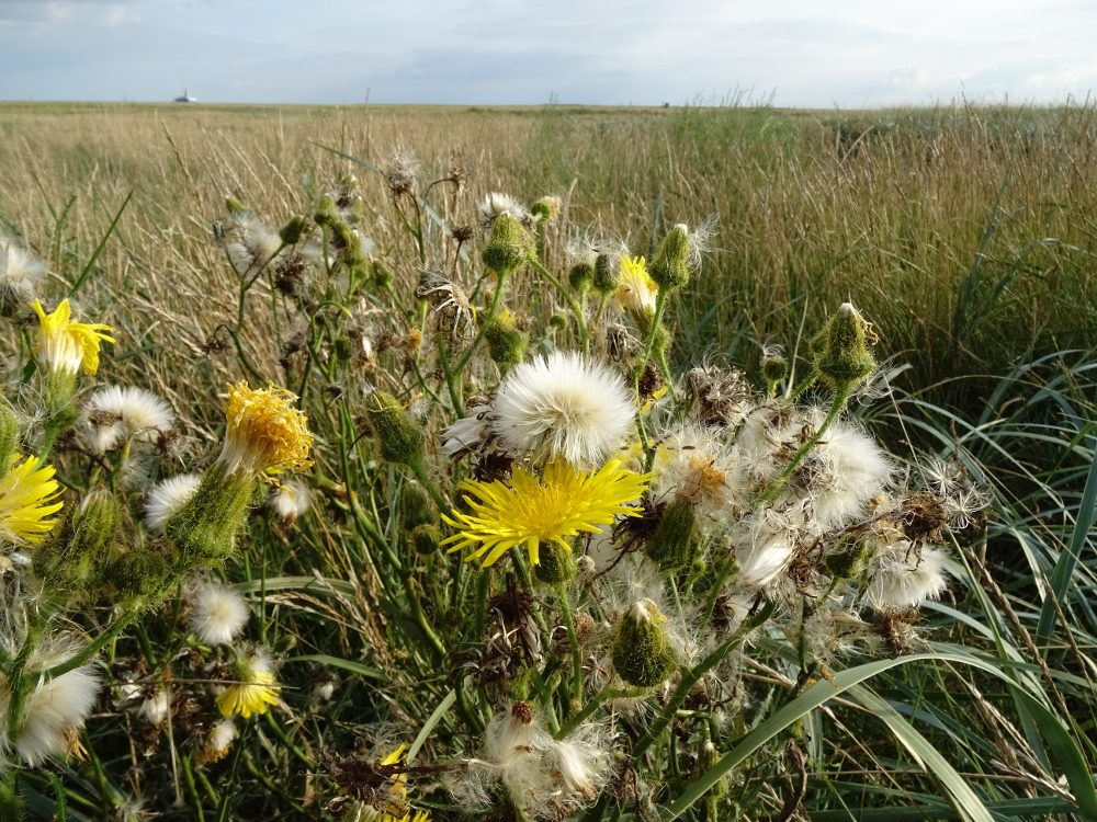 Trischen in Bildern 2016 - Vogelinsel Trischen - Perle im Nationalpark