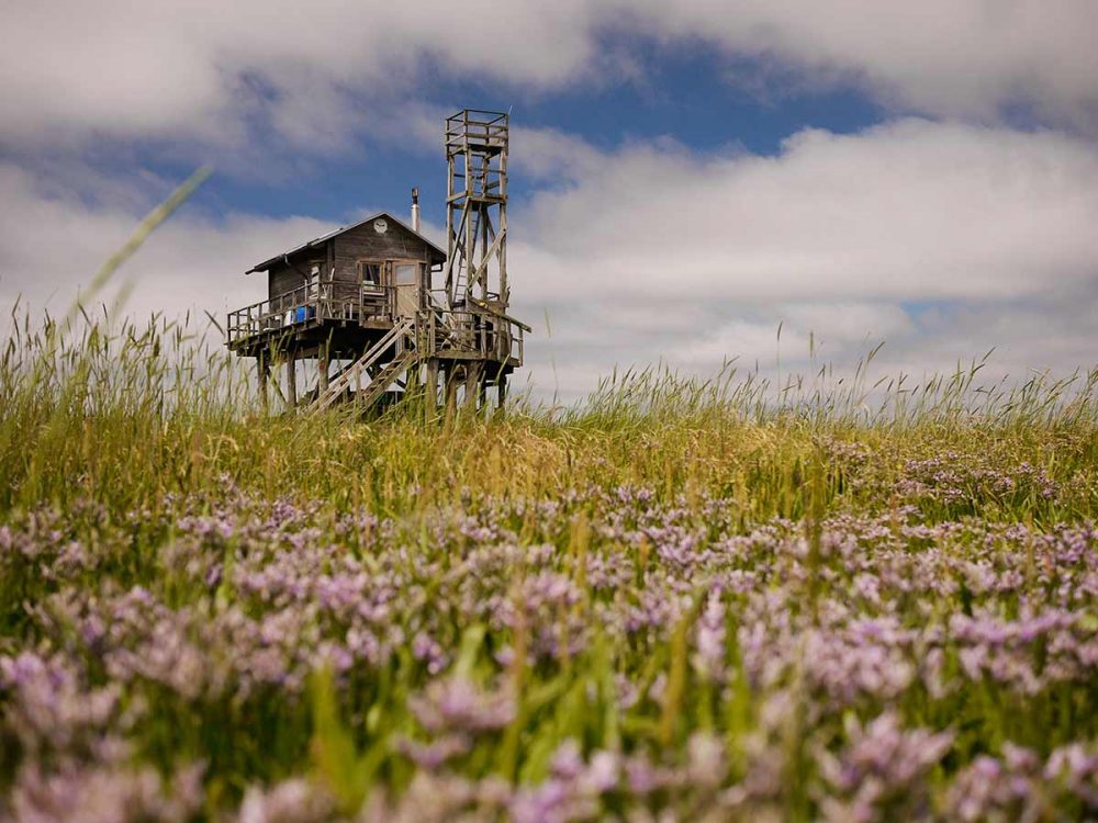 Mehr zu Trischen - Vogelinsel Trischen - Perle im Nationalpark