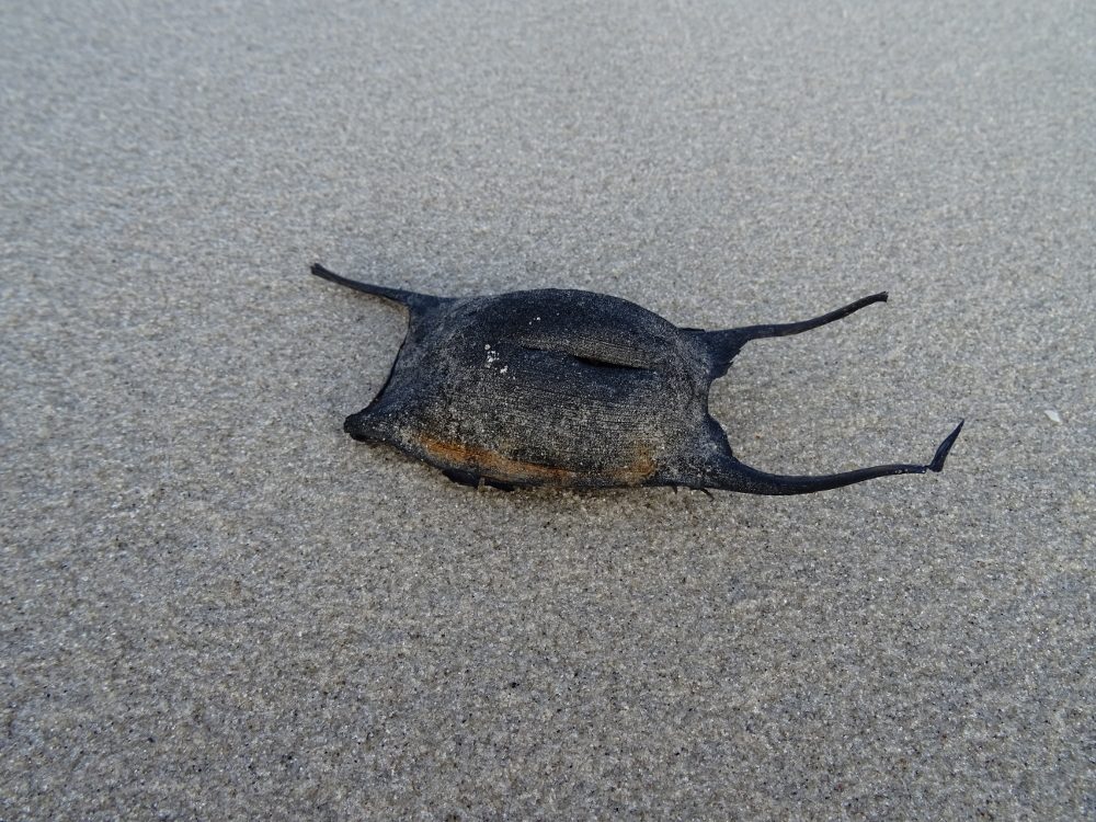 Strandfunde 2016 - Vogelinsel Trischen - Perle im Nationalpark
