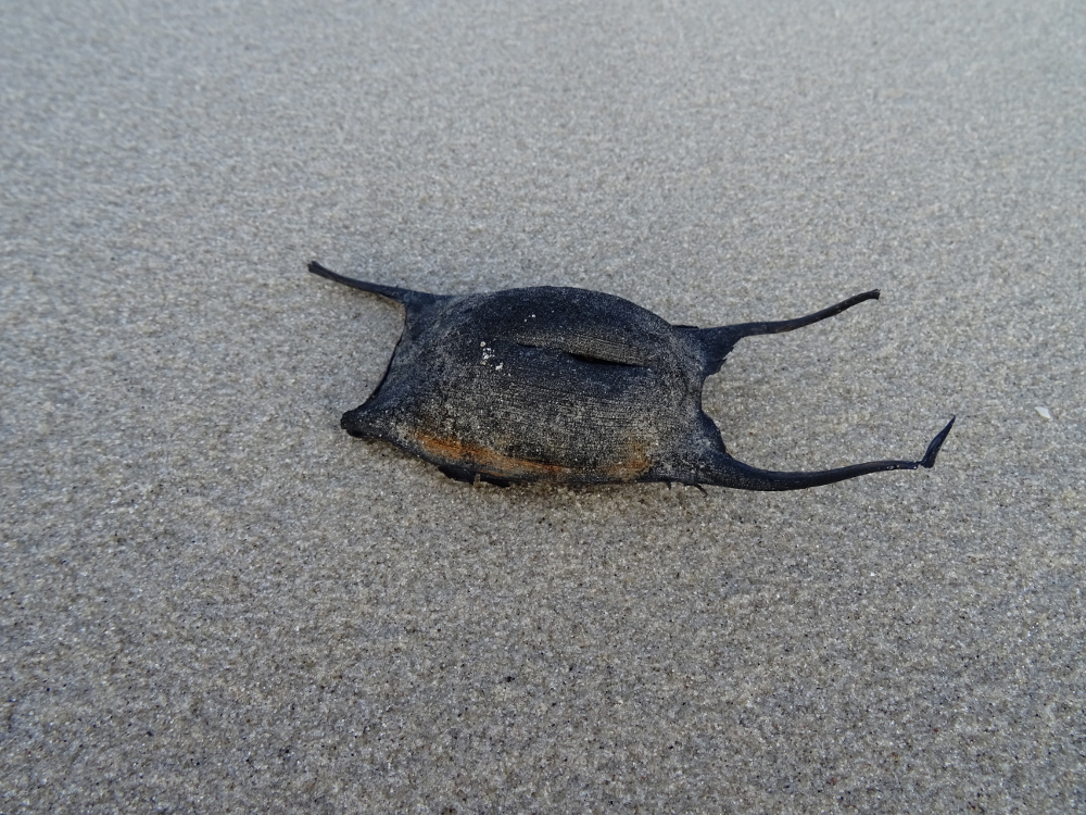 Strandfunde 2016 - Vogelinsel Trischen - Perle im Nationalpark