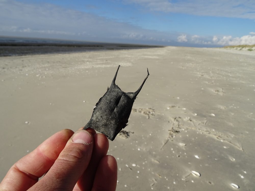 Strandfunde 2016 - Vogelinsel Trischen - Perle im Nationalpark