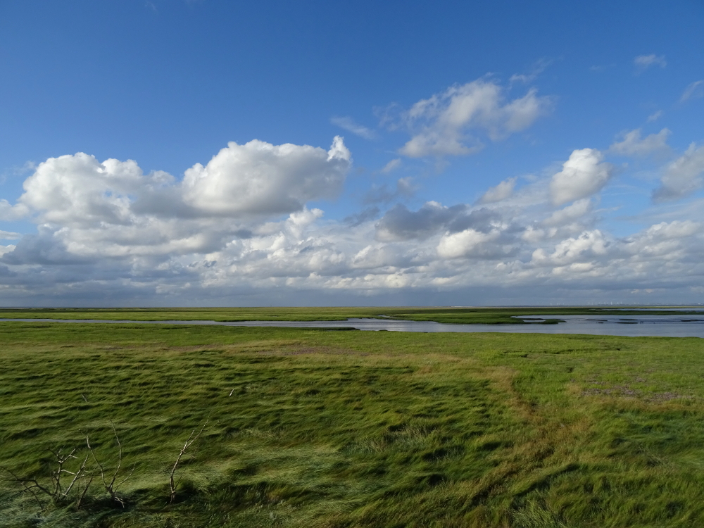 Kartierung der Salzwiesen- und Dünenvegation auf Trischen