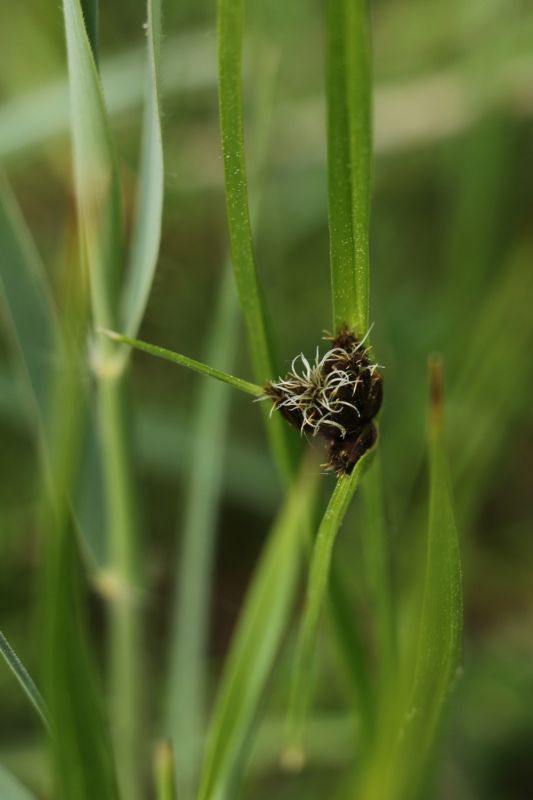 Trischen blüht, Teil 1