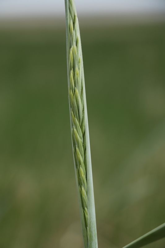 Trischen blüht, Teil 1