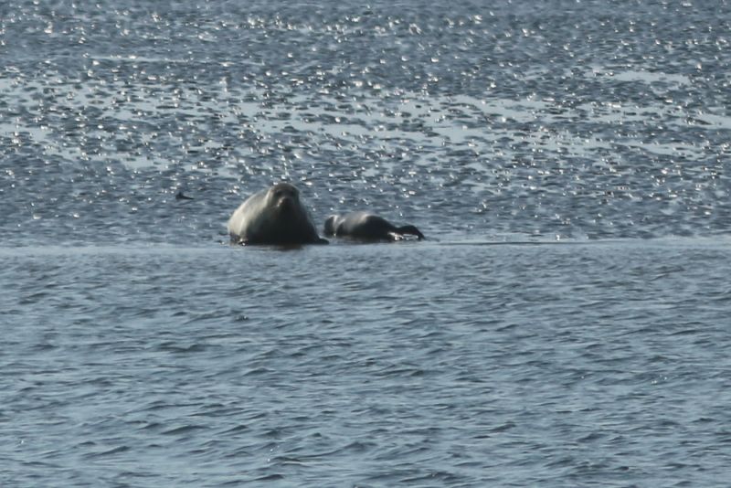 Welpen am Strand von Trischen