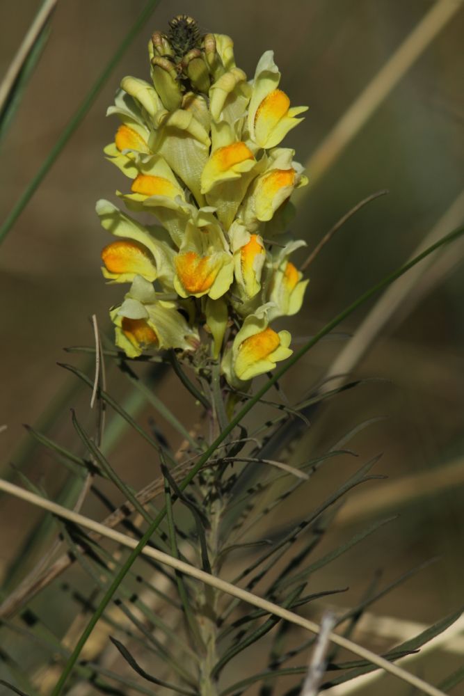 Das grüne Band Trischens