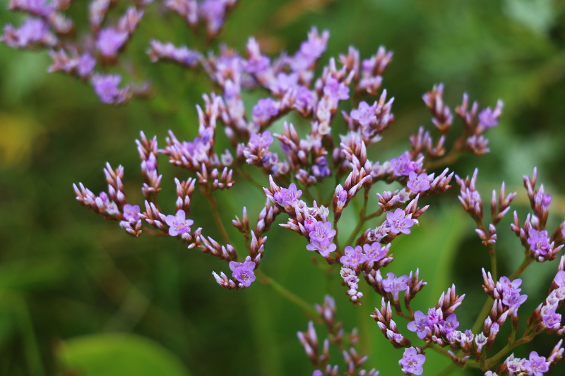 Trischen blüht, Teil 2