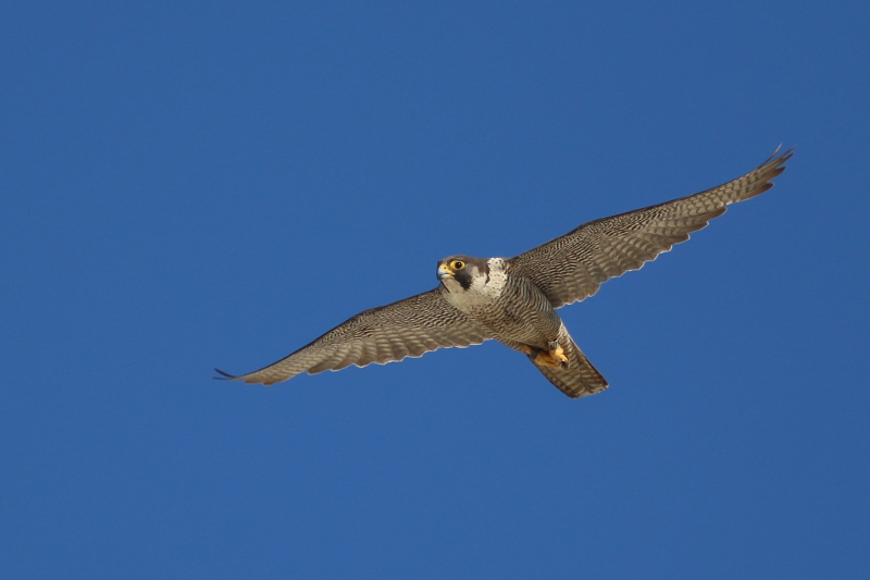 Trischens Jäger der Lüfte