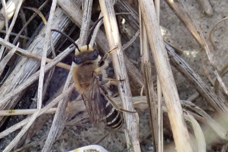 Seidenbienen in der Düne