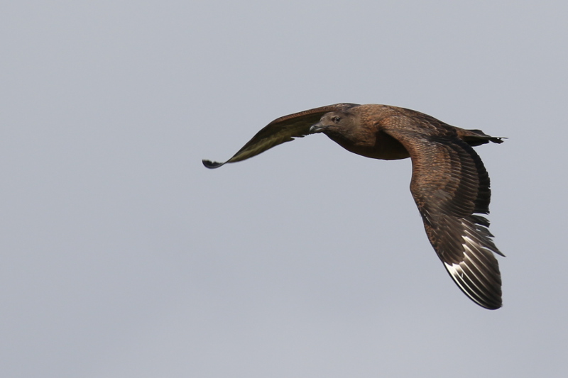 Skuas auf Trischen