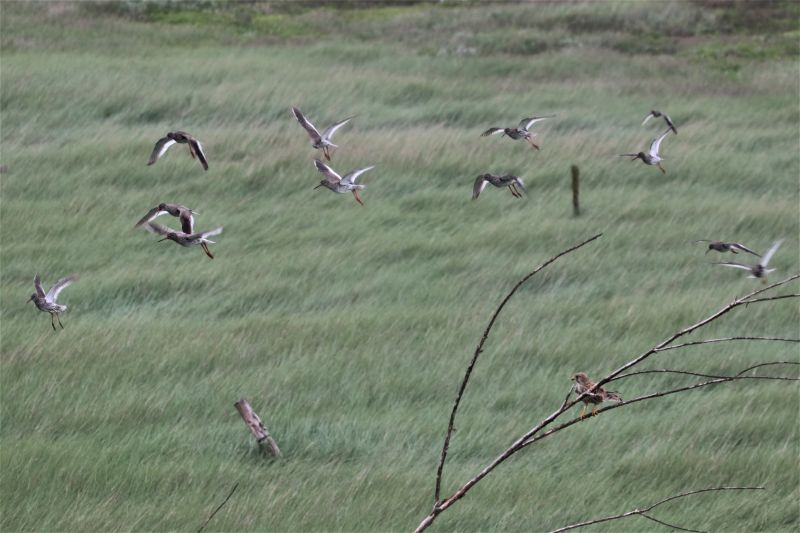 Trischen in Bildern 2018 und 2019 - Vogelinsel Trischen - Perle im ...