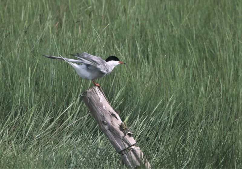 Trischen in Bildern 2018 und 2019 - Vogelinsel Trischen - Perle im ...