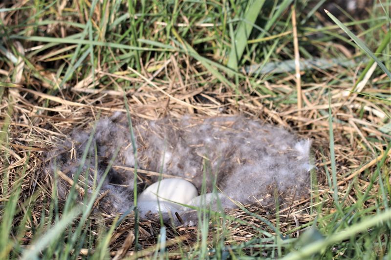 Trischen in Bildern 2018 und 2019 - Vogelinsel Trischen - Perle im ...