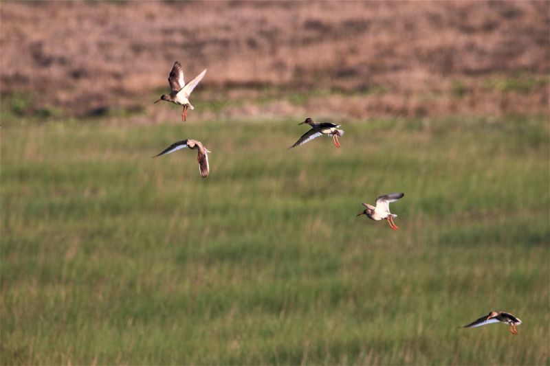 Trischen in Bildern 2018 und 2019 - Vogelinsel Trischen - Perle im ...