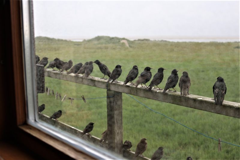 Trischen in Bildern 2018 und 2019 - Vogelinsel Trischen - Perle im ...