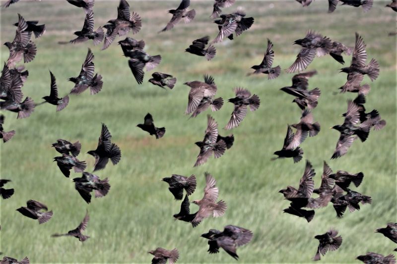 Trischen in Bildern 2018 und 2019 - Vogelinsel Trischen - Perle im ...