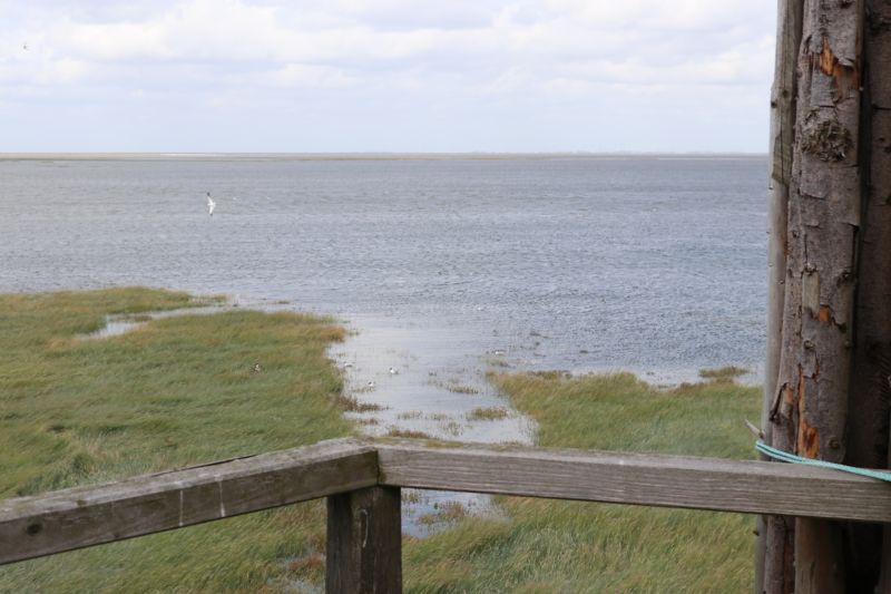 Trischen in Bildern 2018 und 2019 - Vogelinsel Trischen - Perle im ...