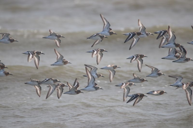 Trischen in Bildern 2018 und 2019 - Vogelinsel Trischen - Perle im ...