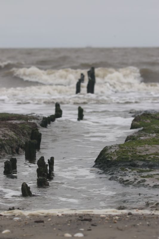 Trischen in Bildern 2018 und 2019 - Vogelinsel Trischen - Perle im ...