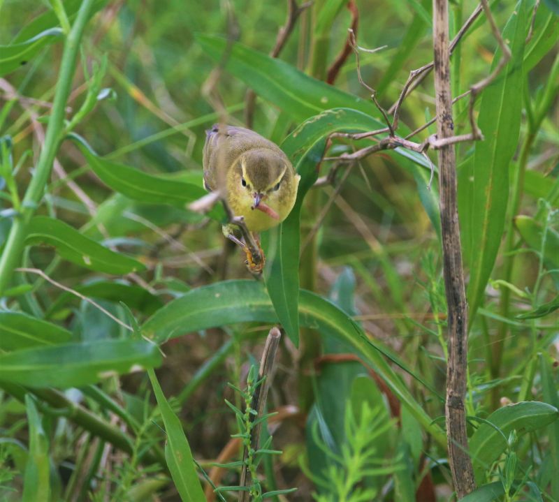 Trischen in Bildern 2018 und 2019 - Vogelinsel Trischen - Perle im ...