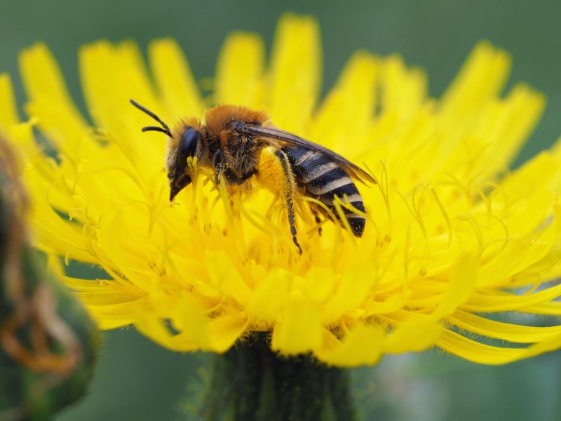 Bestätigung der Küstenseidenbiene auf Trischen!
