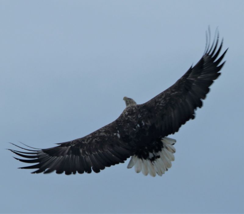 Trischen in Bildern 2018 und 2019 - Vogelinsel Trischen - Perle im ...