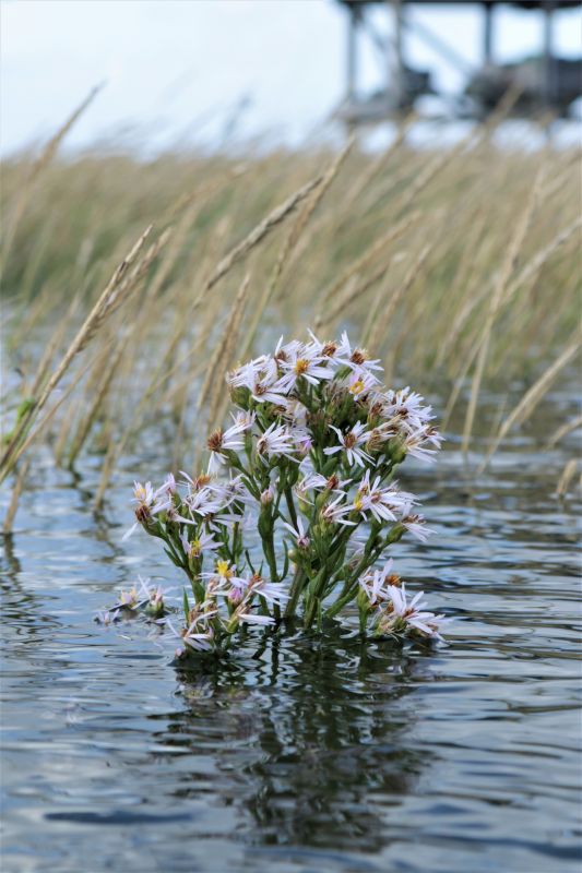 Trischen in Bildern 2018 und 2019 - Vogelinsel Trischen - Perle im ...