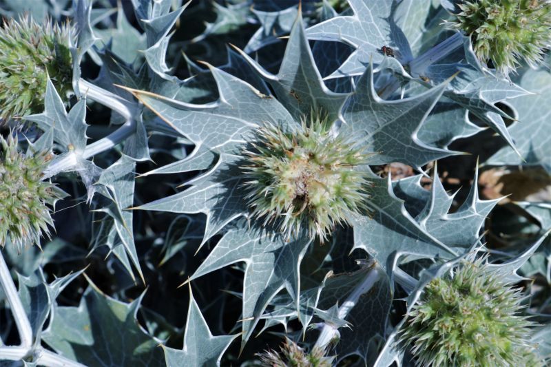 Trischen in Bildern 2018 und 2019 - Vogelinsel Trischen - Perle im ...