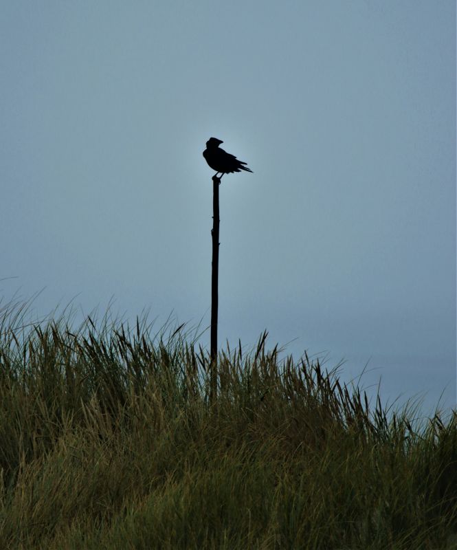Trischen in Bildern 2018 und 2019 - Vogelinsel Trischen - Perle im ...