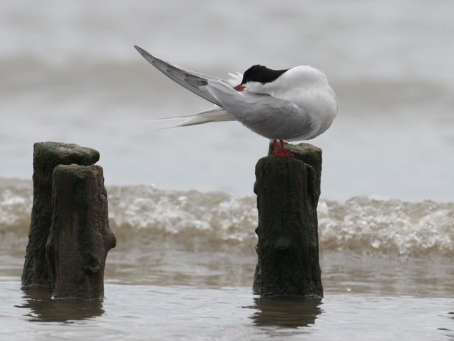 Trischen in Bildern 2021 bis 2023 - Vogelinsel Trischen - Perle im ...