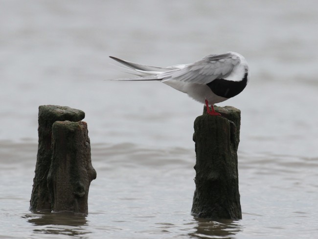 Trischen in Bildern 2021 - Vogelinsel Trischen - Perle im Nationalpark