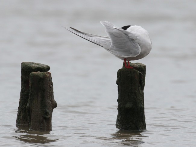 Trischen in Bildern 2021 bis 2023 - Vogelinsel Trischen - Perle im ...