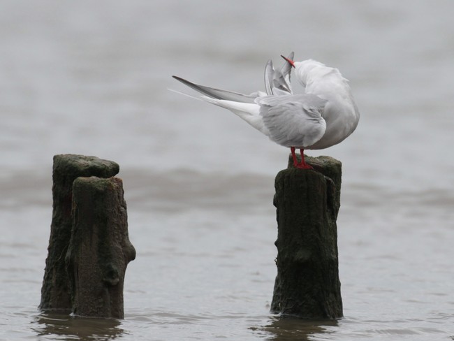 Trischen in Bildern 2021 - Vogelinsel Trischen - Perle im Nationalpark