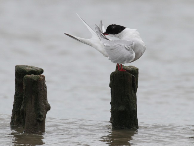 Trischen in Bildern 2021 bis 2023 - Vogelinsel Trischen - Perle im ...