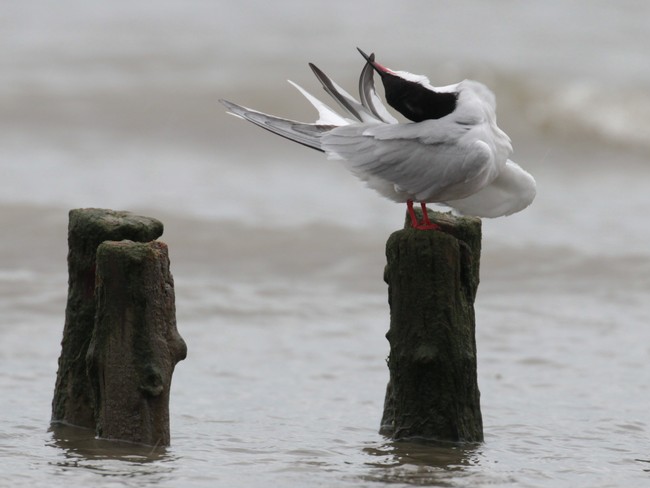 Trischen in Bildern 2021 bis 2023 - Vogelinsel Trischen - Perle im ...