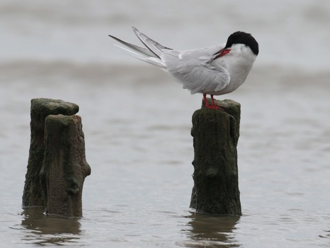Trischen in Bildern 2021 bis 2023 - Vogelinsel Trischen - Perle im ...