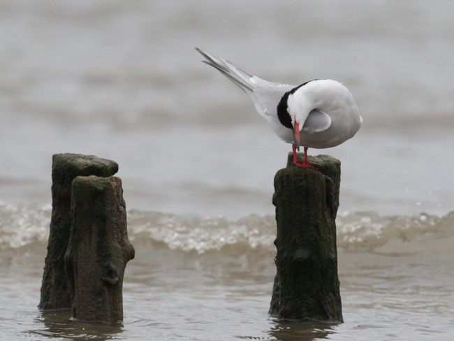 Trischen in Bildern 2021 bis 2023 - Vogelinsel Trischen - Perle im ...
