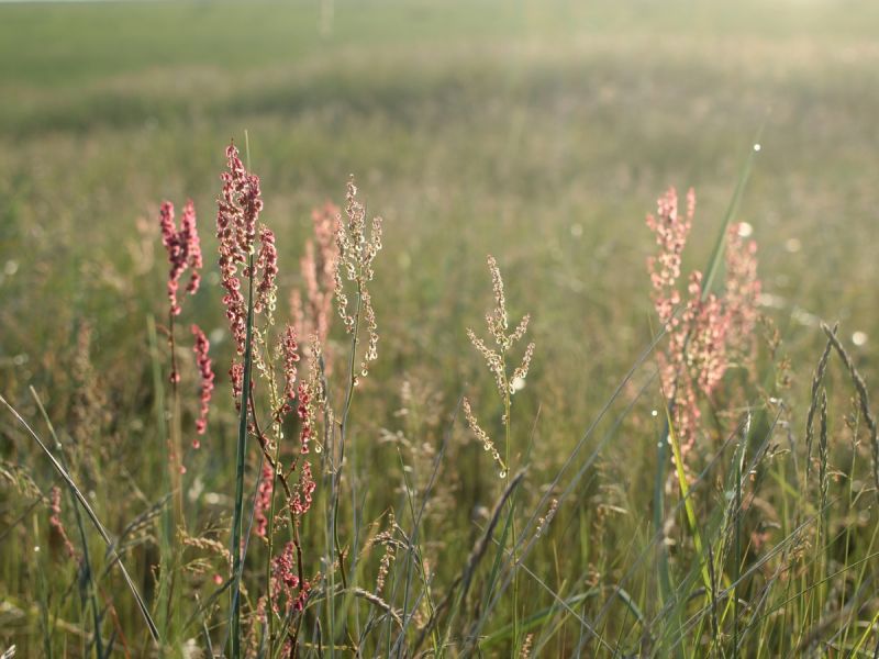 Trischen in Bildern 2021 - Vogelinsel Trischen - Perle im Nationalpark