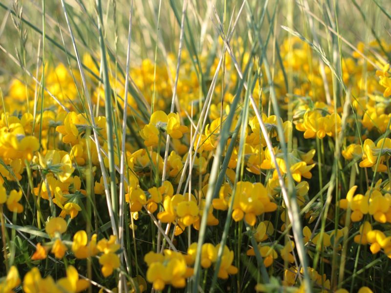Trischen in Bildern 2021 - Vogelinsel Trischen - Perle im Nationalpark