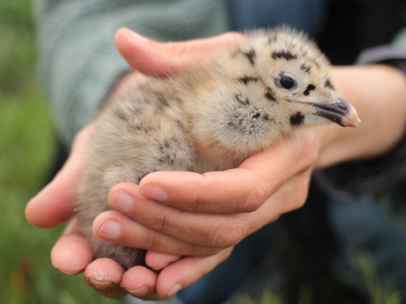 Trischen in Bildern 2021 - Vogelinsel Trischen - Perle im Nationalpark